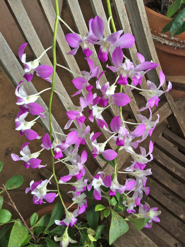 Photo of the Day: Cheery Dendrobium | News, Sports, Jobs - Maui News